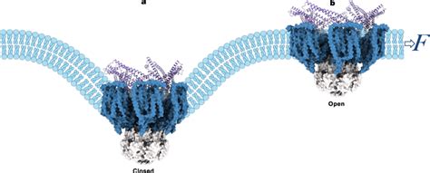 Model For Msck Gating A B Msck In The Closed Resting A And Open
