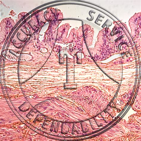 Gall Bladder Prepared Microscope Slide