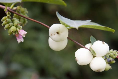 Common Snowberry Symphoricarpos Albus Level Up Garden