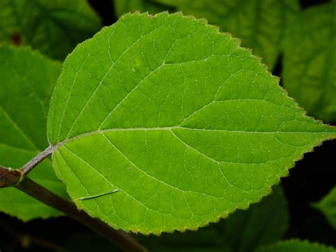 Hydrangea Cinerea Small Ashy Hydrangea World Flora Plntnet Identify