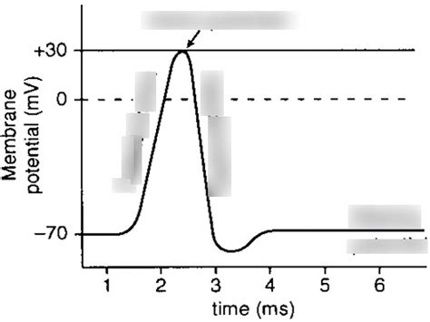 Diagram Of 4 Action Potential Polarisation Quizlet