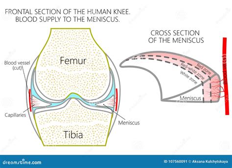 Meniscus Blood Supply Cartoon Vector 107560091