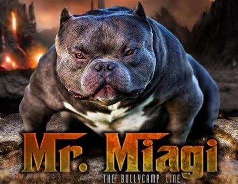 Bullypedia Certified Pedigrees The 1 Resource For All Bully Breeds Registered Name Ckingdom