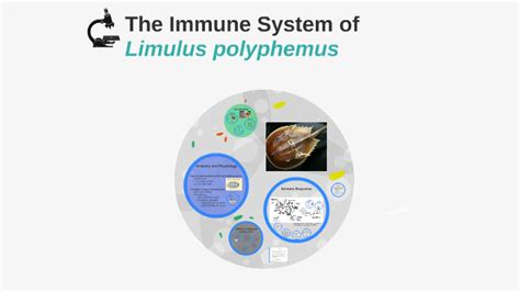 The Immune System Of Limulus Polyphemus By Robert Baginski On Prezi