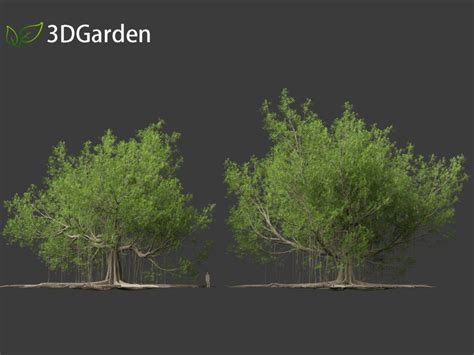 Ficus Macrophylla Moreton Bay Fig 3d Model 3dgardenplants