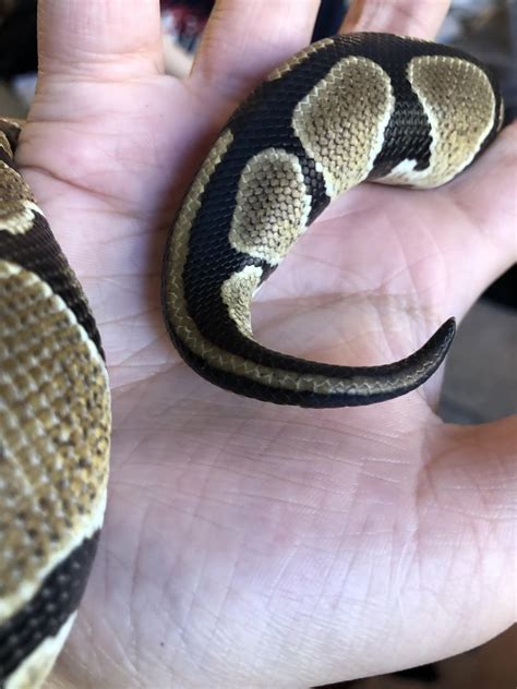 Need Help Confirming This Is A Male Python Im Not An Expert But Im Pretty Sure Hes Male