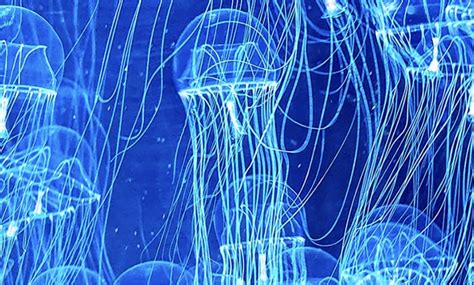 Tima Formosa Aquarium De Biarritz