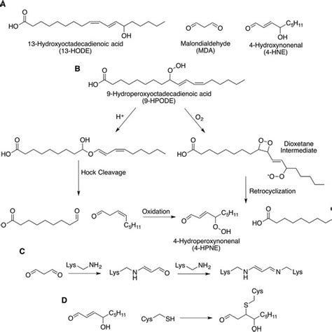 Lipid Peroxide Degradation A Structures Of Common Lipid Peroxide