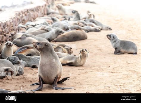 impression of the abundant number of seals in the seal colony near