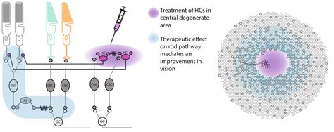 Lateral Inhibition Impact On Retinal Degeneration Journal Club