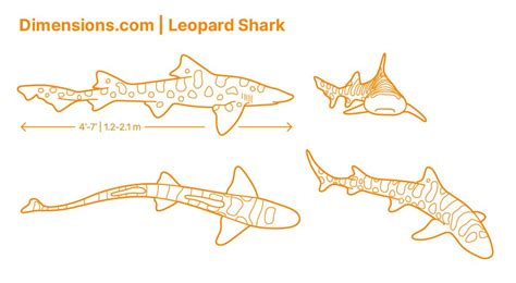 Leopard Shark