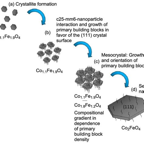 Schematic Of The Oriented Attachment Process That Occurs In The