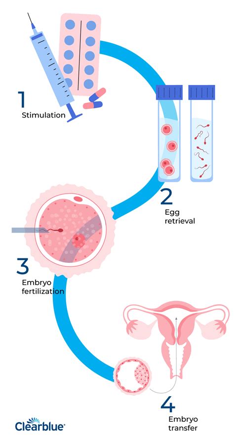Fertilization Process Timeline