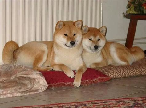 Floofy Frens Scrolller