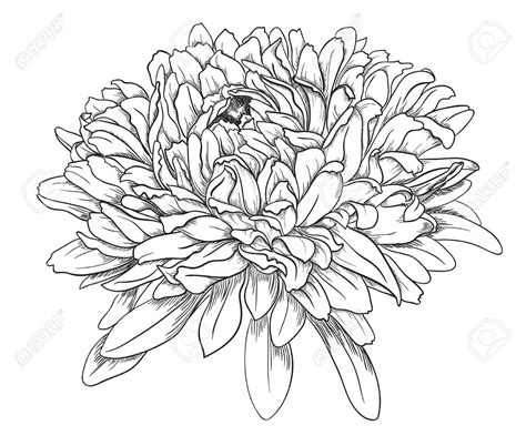 Mum Flower Drawing At Explore Collection Of Mum
