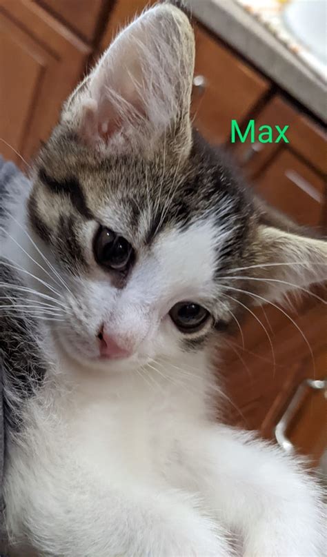 Max Ks Kitten Rescue