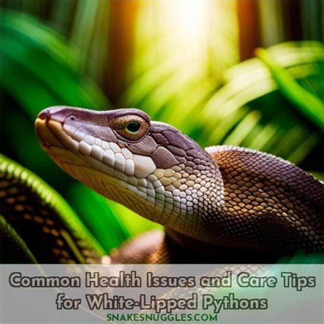 White Lipped Pythons Size Behavior And Feeding Habits