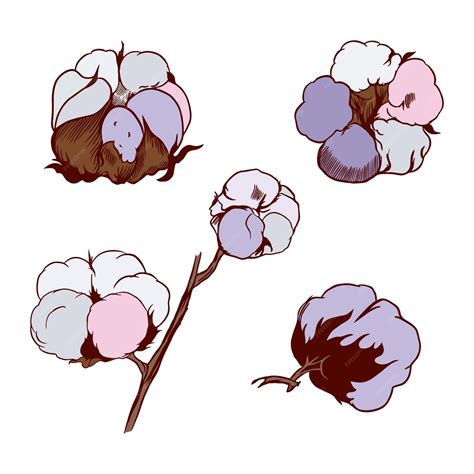 Ilustración Vectorial De Una Planta De Algodón En Un Estilo Gráfico