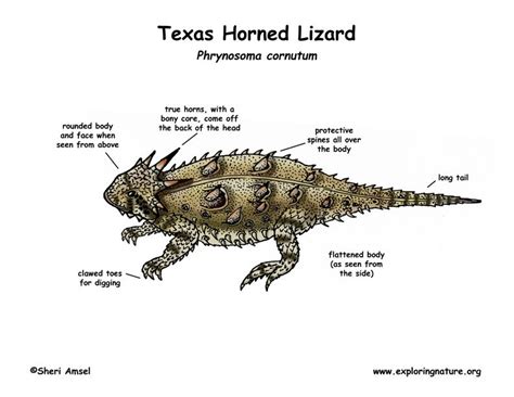 Texas Horned Lizard Diagram