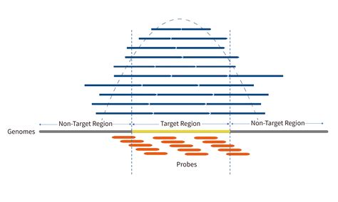 Custom Hybridization Capture Panels Igenetech