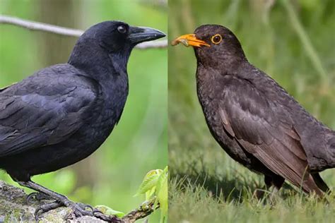 Crow Vs Blackbird Identification Differences Similarities