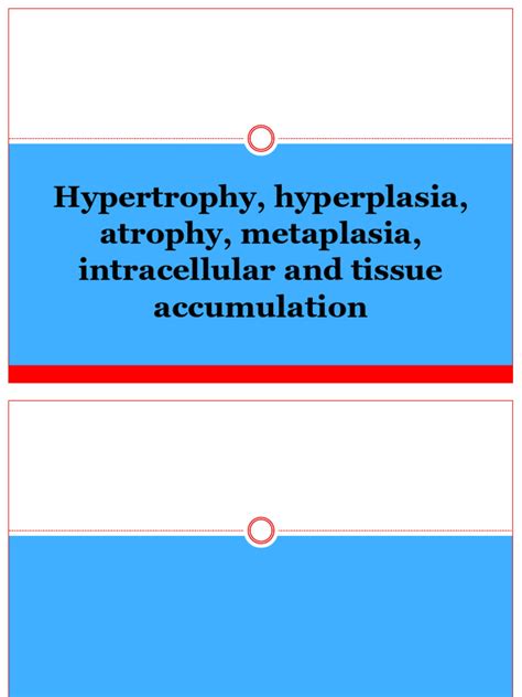 Hypertrophy Hyperplasia Atrophy Metaplasia Pdf Hemoglobin Glycogen