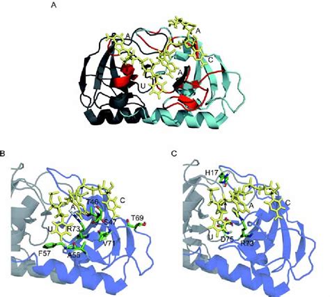 Figure 1 From Bacterial Toxin Antitoxin Systems Targeting Translation