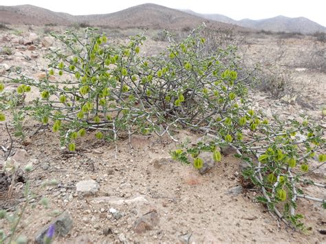 Bulnesia Chilensis From Huasco Province Atacama Region Chile On