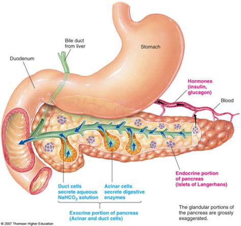 Microanatomy Gi Tract 3 Major Accessory Organs Liver Biliary System