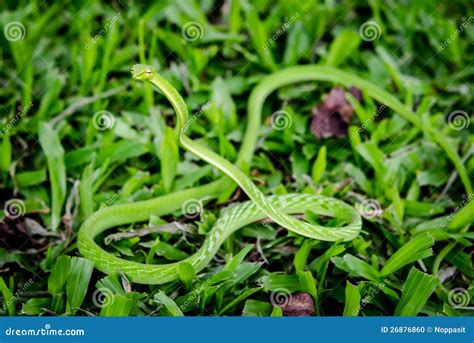 Liten Ungefärlig Grön Orm Arkivfoto Bild Av Reptil Vinkel 26876860