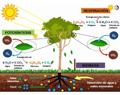Tomidigital Respiración Y Fotosíntesis De Las Plantas