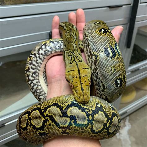All Of Our Reticulated Pythons Aspire To Be Green Tree Pythons Retic Reticulatedpython