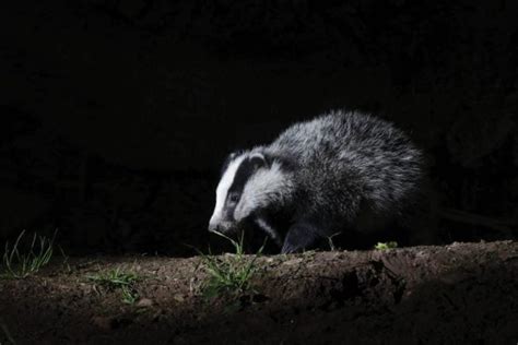 Badgers As Pets Do Badgers Make Good Pets Unrivaled Guide