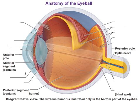 Diagram Of Case 11 Structure And Function Of The Visual System Part 1 Quizlet