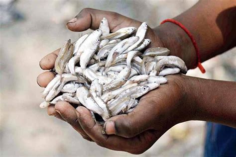 Boroli Fish Crisis Of Boroli Fish In Teesta And Torsha River