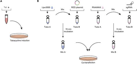 Overview Of The Co Transfection Of Cells With Reddred Plasmid And