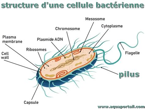 Pilus Définition Et Explications