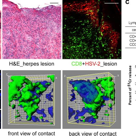 Spatial And Functional Cd8⁺ Ctl Activity During An Acute Genital