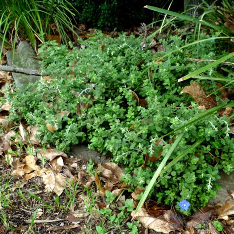 Evolvulus Queensland Gardening Pages Plants And Gardens Brisbane And Qld