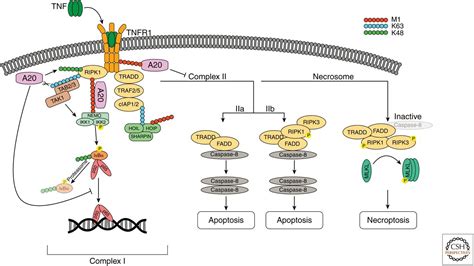 A20 At The Crossroads Of Cell Death Inflammation And Autoimmunity