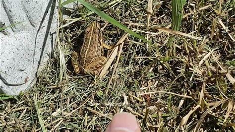 참개구리 발견 Youtube