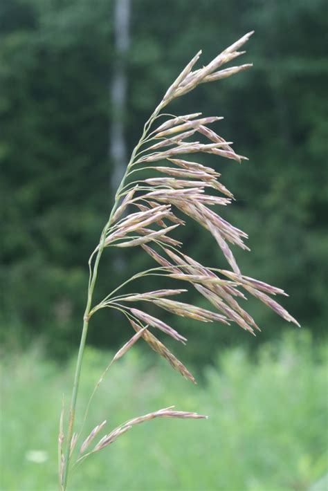 Smooth Brome Grasses Of Manitoba · Biodiversity4all