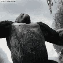 Chest Beating S Tenor