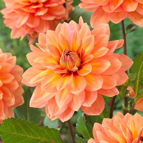 Dahlia Nicholas J Parker Dutch Bulbs
