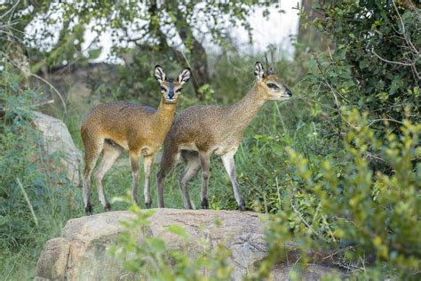 Klipspringer Facts All You Need To Know