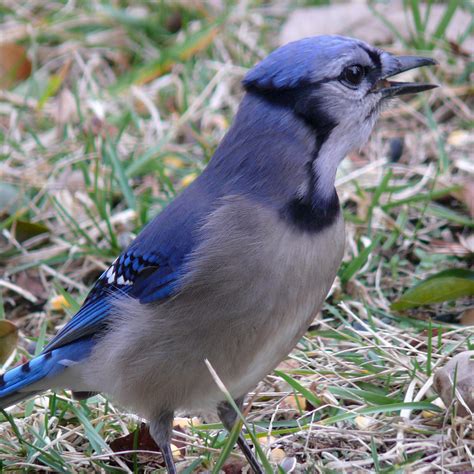 Wild Life Blue Jay Wild Birds