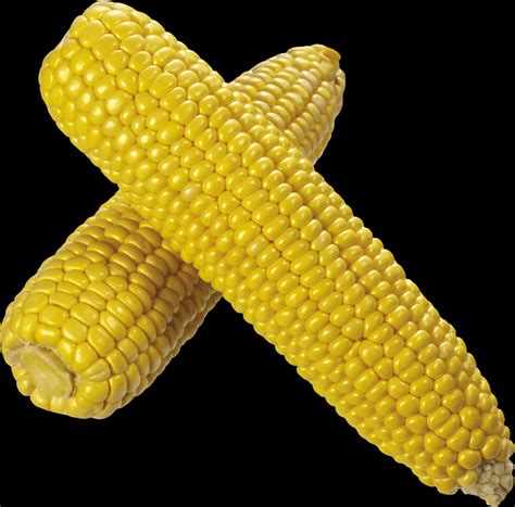 Download Crossed Corn Cobs