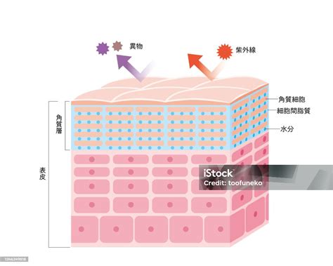 Epidermis Kulit Yang Sehat Struktur Kulit Diagram Tata Rias Ilustrasi