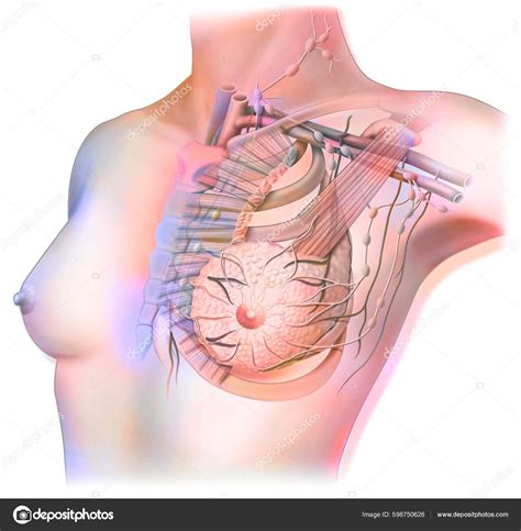 Lymph Nodes In Armpit Diagram