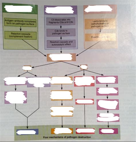 Complement Cascade Diagram Quizlet